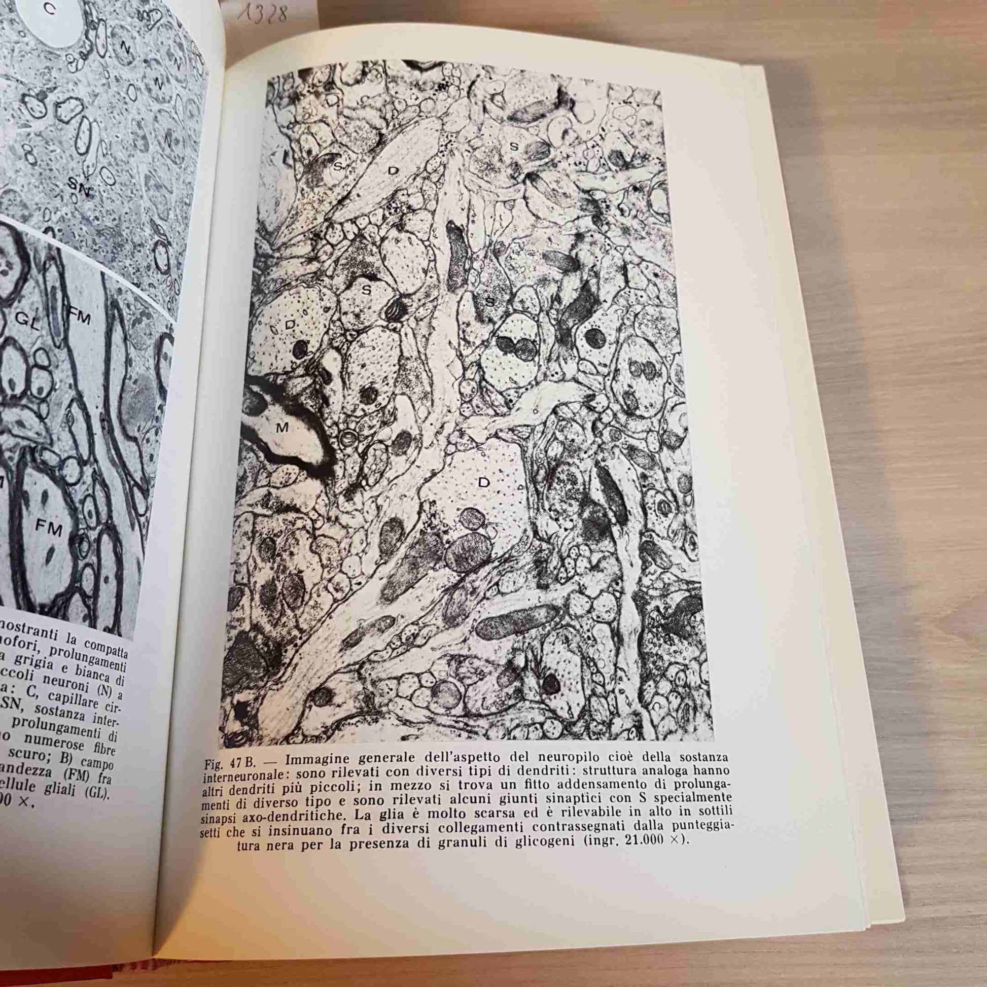 COMPENDIO DI ANATOMIA UMANA SISTEMA NERVOSO CENTRALE - BAIRATI AURELIO ... COMPENDIO DI ANATOMIA UMANA SISTEMA NERVOSO CENTRALE - BAIRATI AURELIO ...