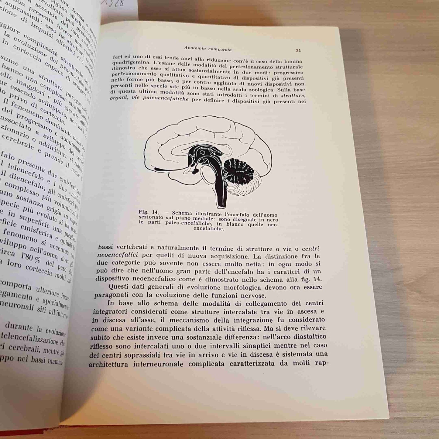 COMPENDIO DI ANATOMIA UMANA SISTEMA NERVOSO CENTRALE - BAIRATI AURELIO ... COMPENDIO DI ANATOMIA UMANA SISTEMA NERVOSO CENTRALE - BAIRATI AURELIO ...